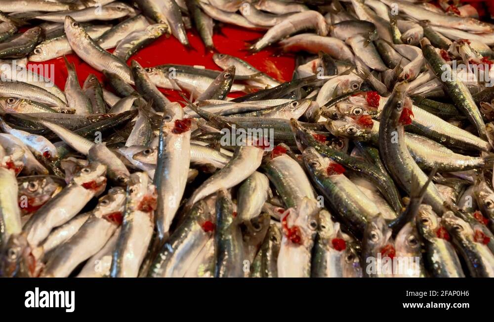 Man Laying Fish On Fish Stall In The Fish Market Stock Video Footage ...