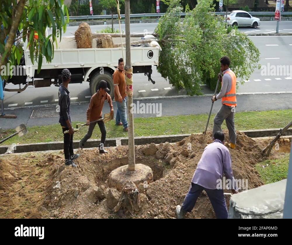 Tree planting project Stock Videos & Footage - HD and 4K Video Clips ...