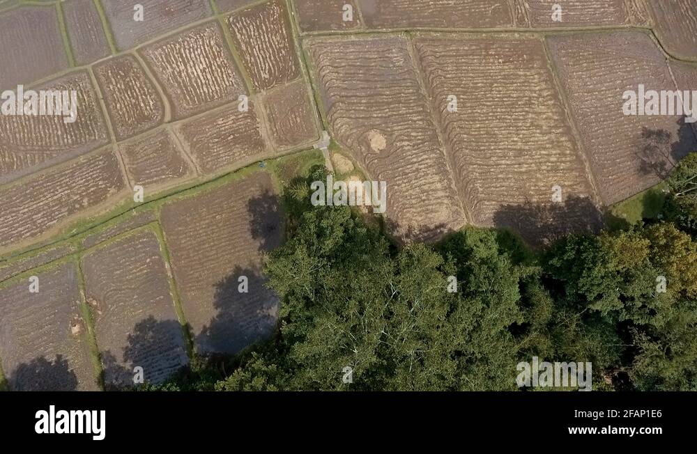 Rice field pattern Stock Videos & Footage - HD and 4K Video Clips - Alamy