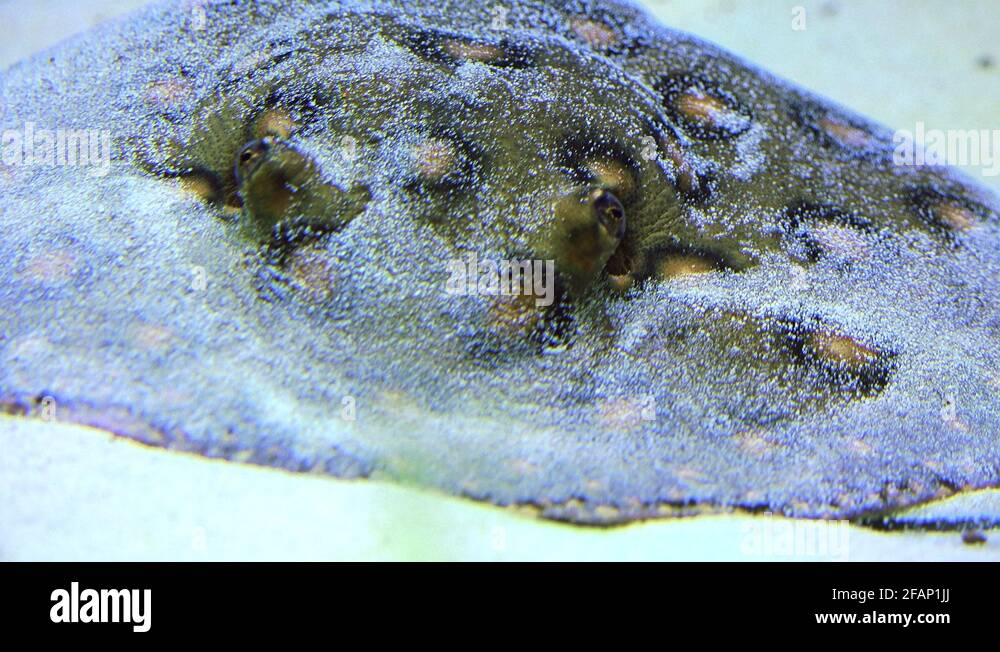 Sweet water ray (Potamotrygon motoro),Motoro StingRay Stock Video ...