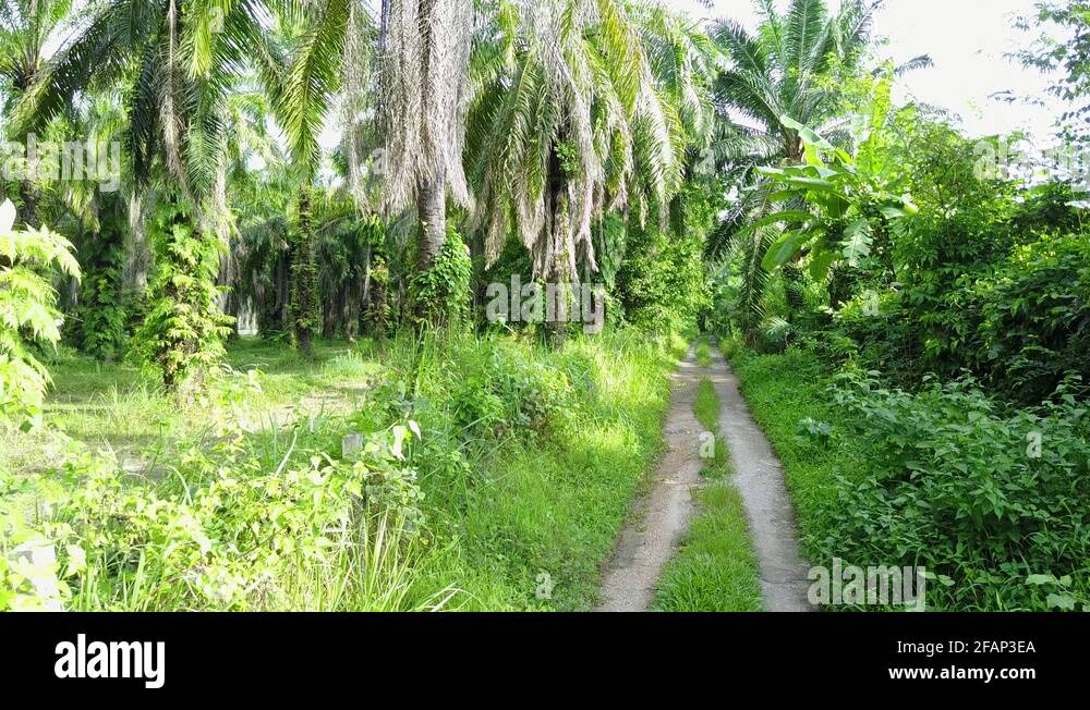 Jungle palm tree Stock Videos & Footage - HD and 4K Video Clips - Alamy