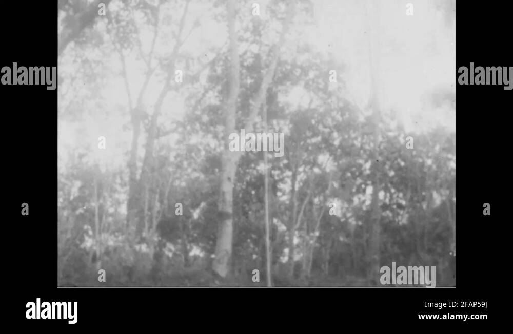 Scene of Viet Cong base camp - 1967 Stock Video Footage - Alamy
