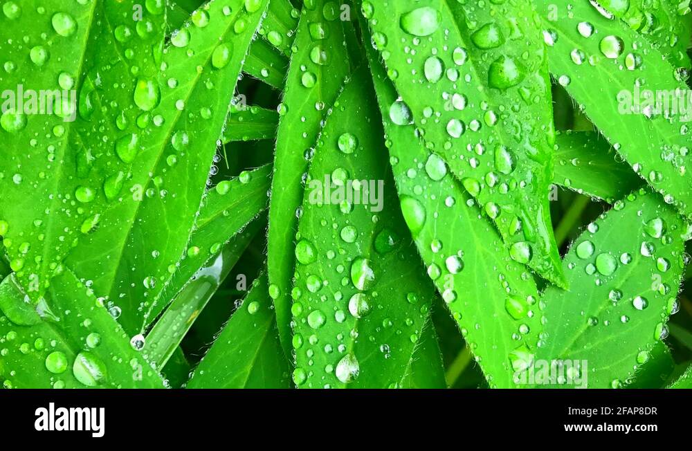 Marijuana texture Stock Videos & Footage - HD and 4K Video Clips - Alamy