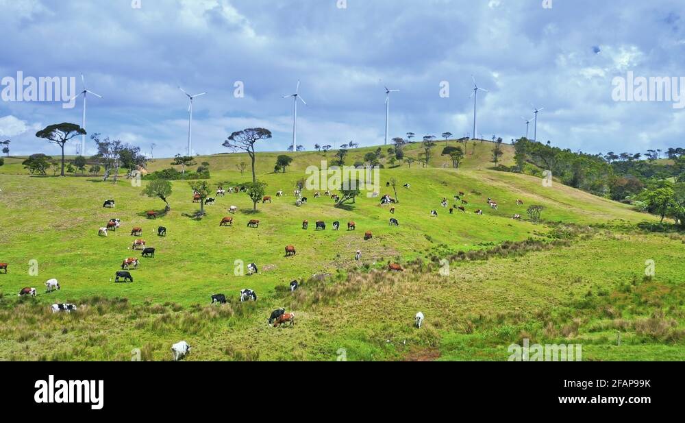 Renewable energy and cows Stock Videos & Footage - HD and 4K Video ...