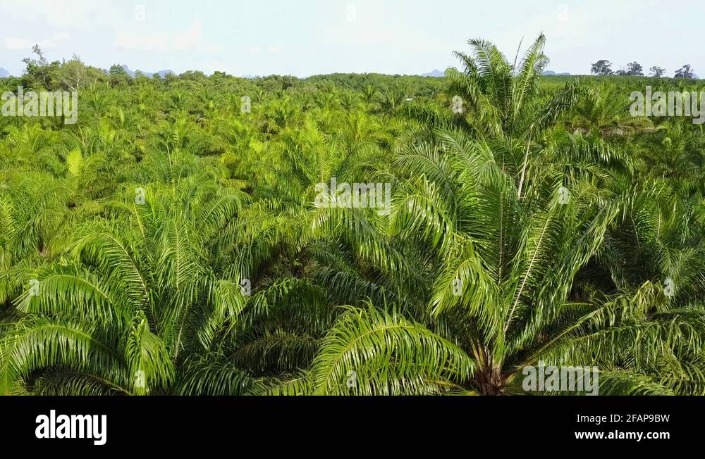 Palm tree farm Stock Videos & Footage - HD and 4K Video Clips - Alamy