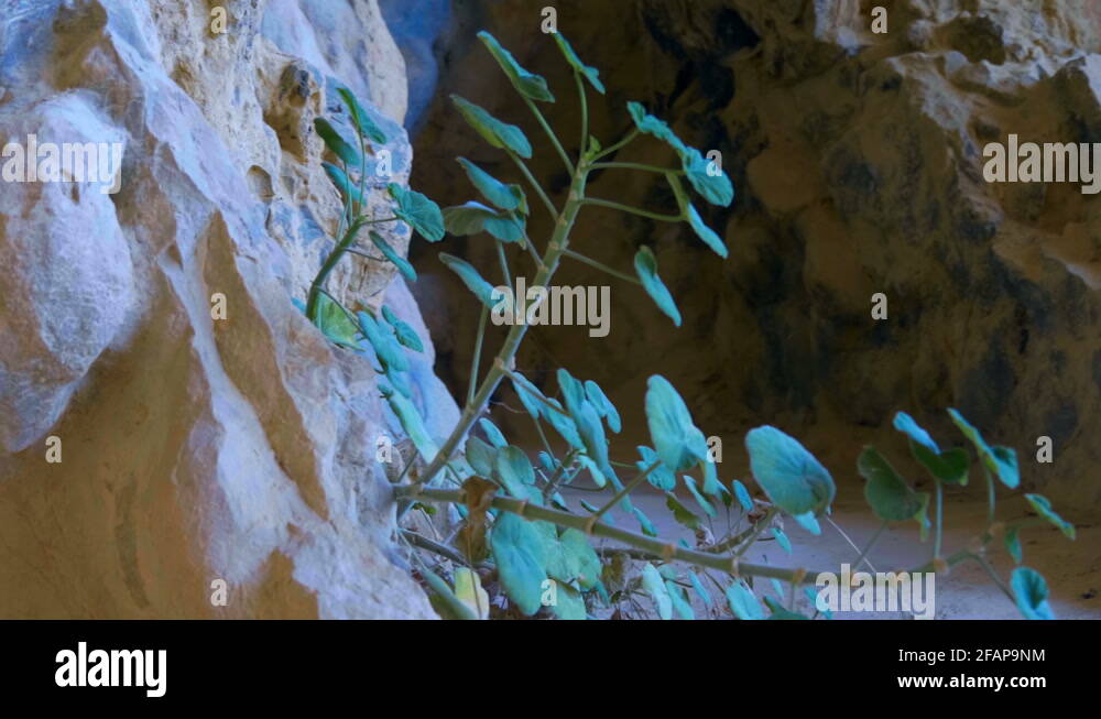 Sandstone soil plant Stock Videos & Footage - HD and 4K Video Clips - Alamy
