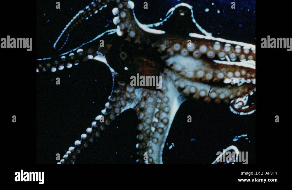 1950s: Octopus moves around. Drawing of prehistoric creature in sea ...