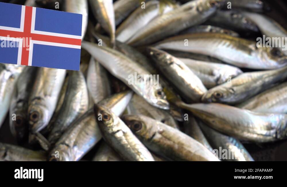 Iceland food fish Stock Videos & Footage - HD and 4K Video Clips - Alamy