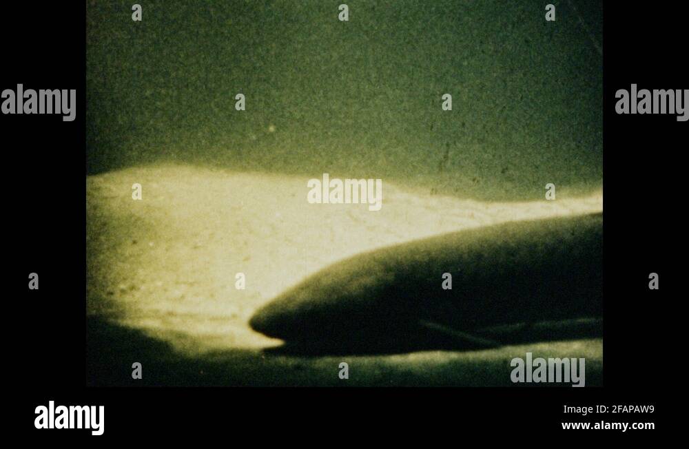 1950s: Lungfish swimming on seabed. Drawing of fish swimming. Drawing ...