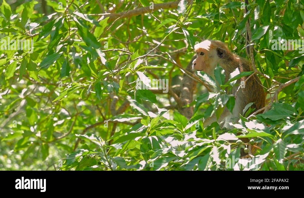 Toque macaque monkey Stock Videos & Footage - HD and 4K Video Clips - Alamy