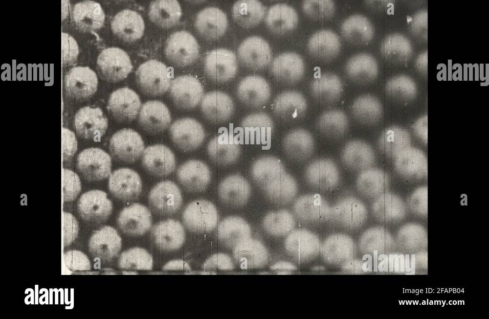 Nettle cells Stock Videos & Footage - HD and 4K Video Clips - Alamy