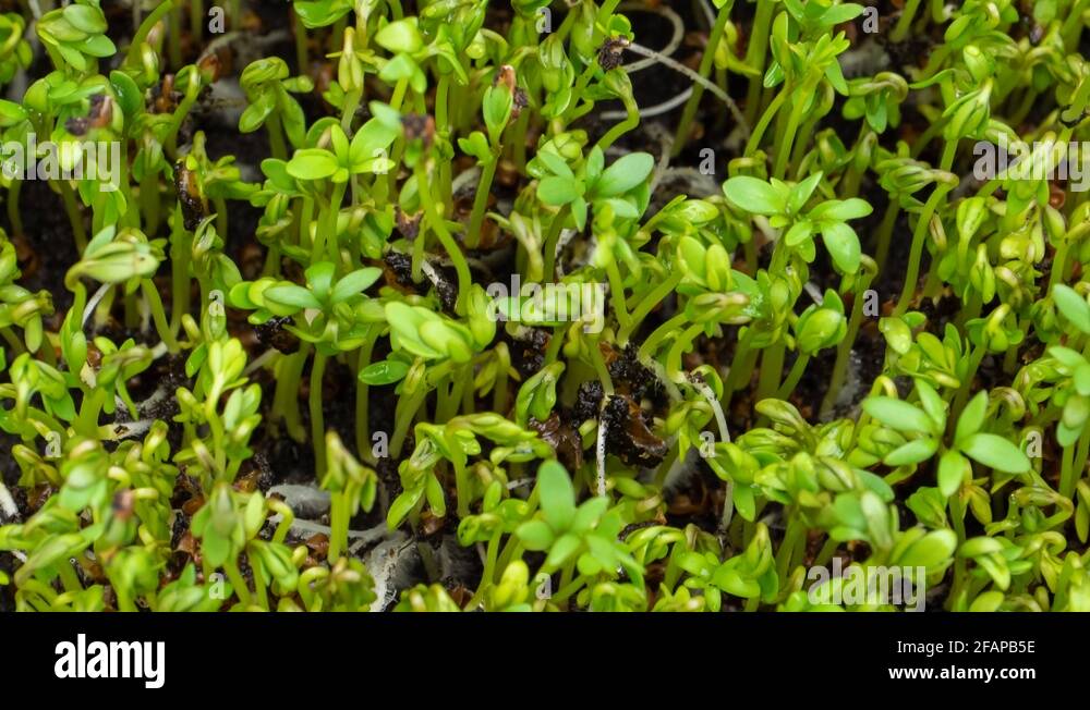 Growing watercress Stock Videos & Footage - HD and 4K Video Clips - Alamy