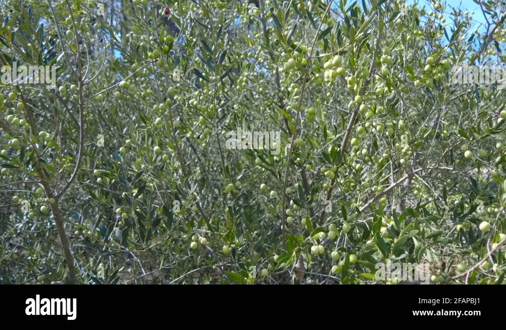 Branches of an olive tree with fruits on a collective farm field in ...