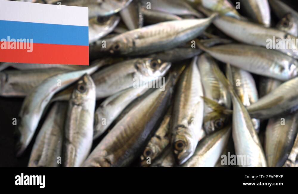 Frozen fish russia Stock Videos & Footage - HD and 4K Video Clips - Alamy
