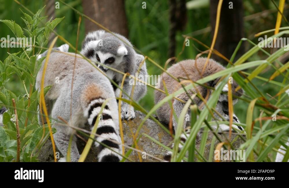 Lemur madagascar grooming Stock Videos & Footage - HD and 4K Video ...
