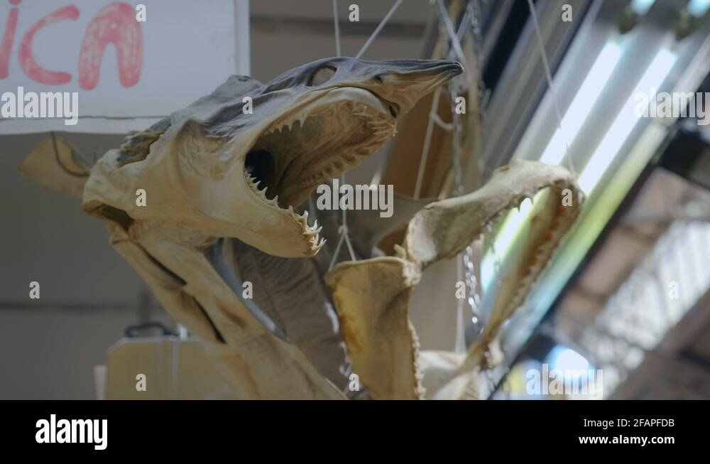 Open mouth jaws teeth Stock Videos & Footage - HD and 4K Video Clips ...