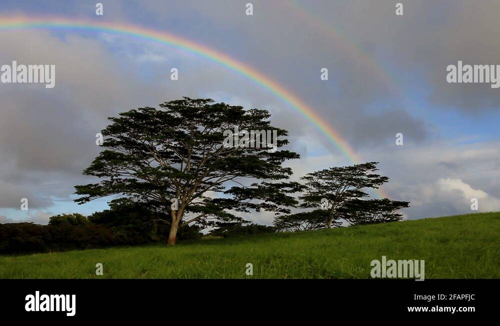 Double trees Stock Videos & Footage - HD and 4K Video Clips - Alamy