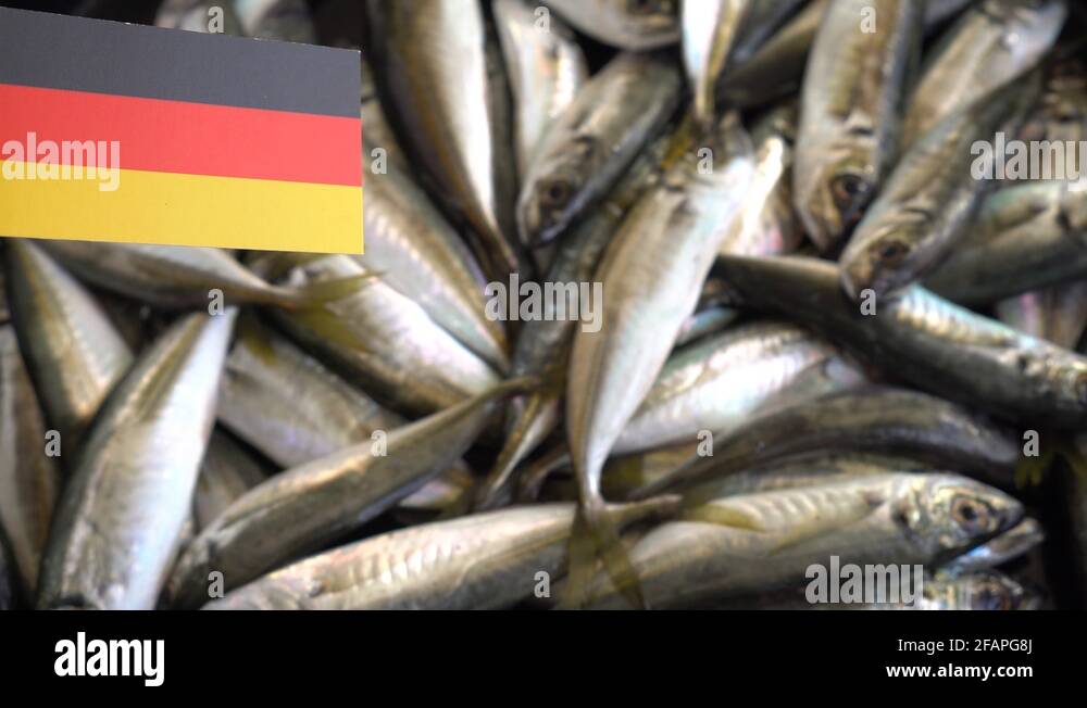 Germany fish industry Stock Videos & Footage - HD and 4K Video Clips ...