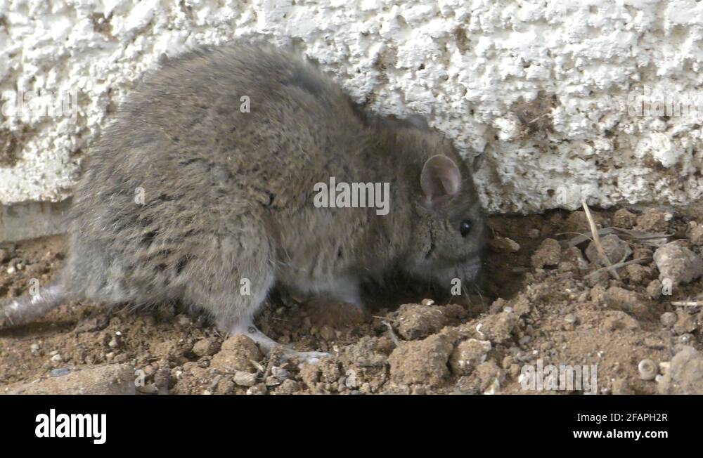 An urban dirty, ugly rat digging in the sand and finding food Stock ...
