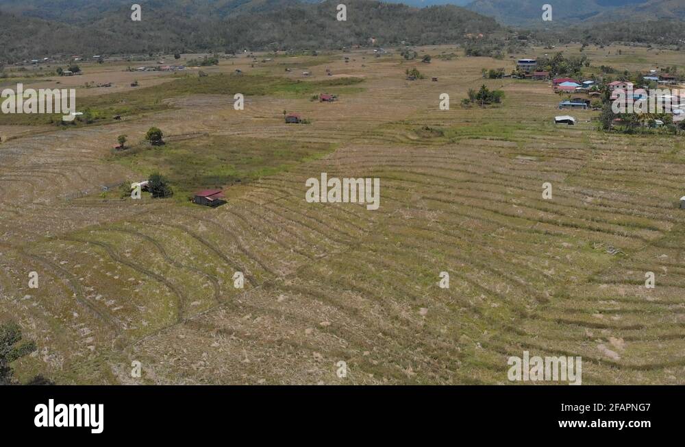 tAerial Of Rice Fields In Dry Season With Drought Stock Video Footage ...