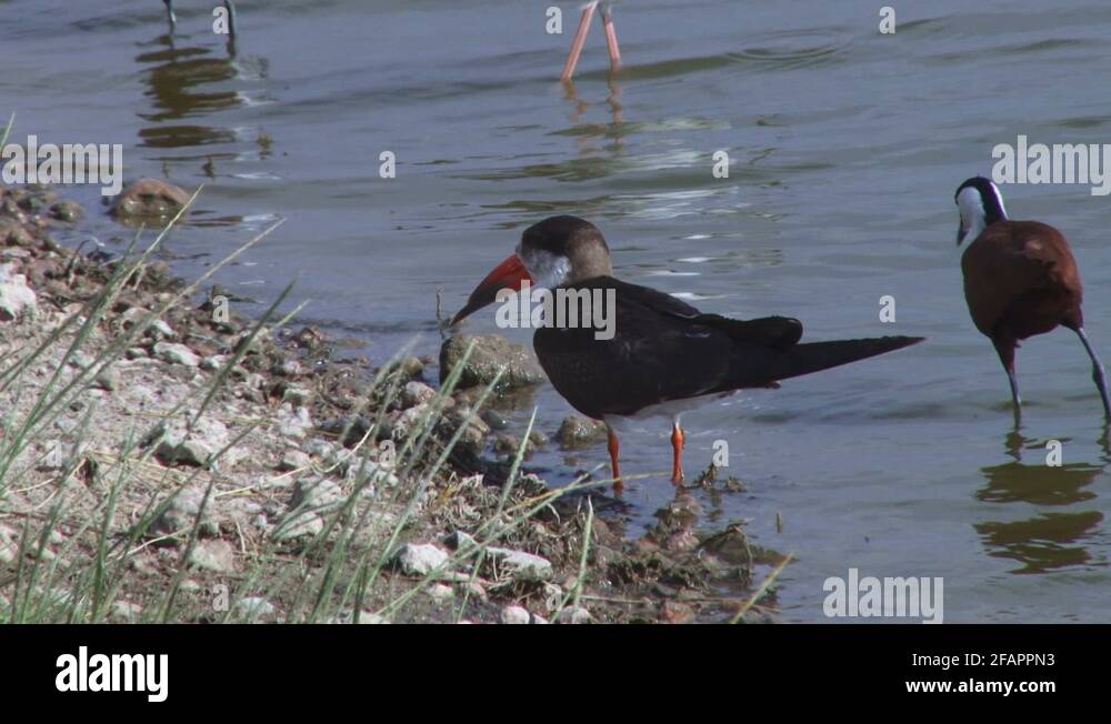 Lake skimmer Stock Videos & Footage - HD and 4K Video Clips - Alamy