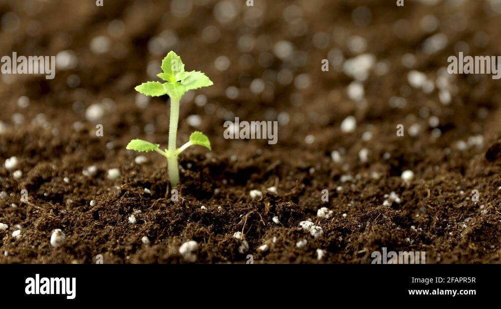 giving fertilizer to new seedling growing in soil Stock Video Footage ...