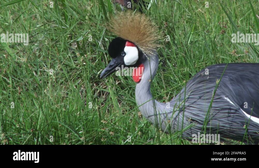 Crane crowned crane bird Stock Videos & Footage - HD and 4K Video Clips ...