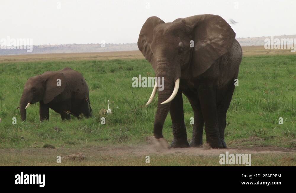 Strong elephant Stock Videos & Footage - HD and 4K Video Clips - Alamy