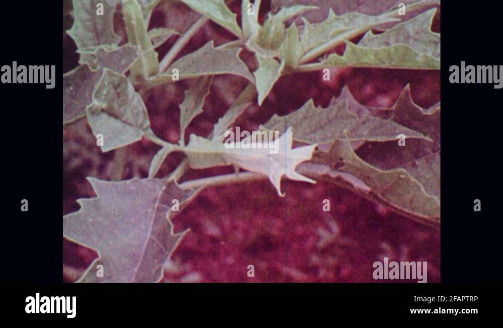 Red pods on plant Stock Videos & Footage - HD and 4K Video Clips - Alamy