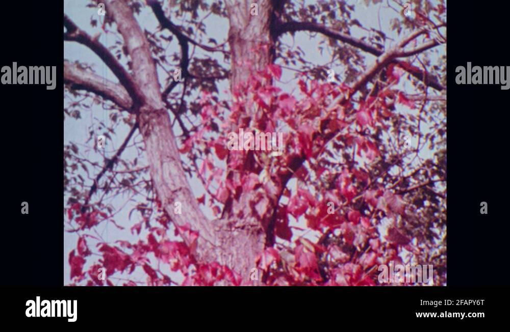 1970s: Poison ivy around tree. Berries on poison ivy branch. Poison ivy ...