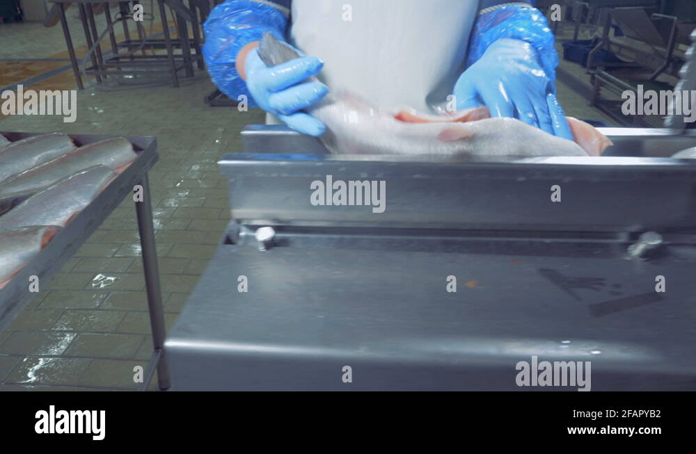 Fish transporting Stock Videos & Footage - HD and 4K Video Clips - Alamy