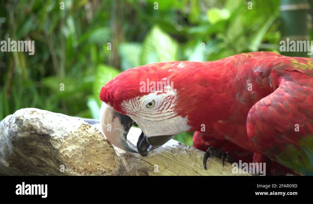 Red macaw parrot bites a tree branch in the park Stock Video Footage ...