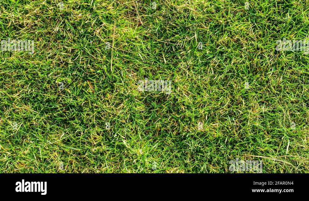 Grass texture seamless Stock Videos & Footage - HD and 4K Video Clips ...