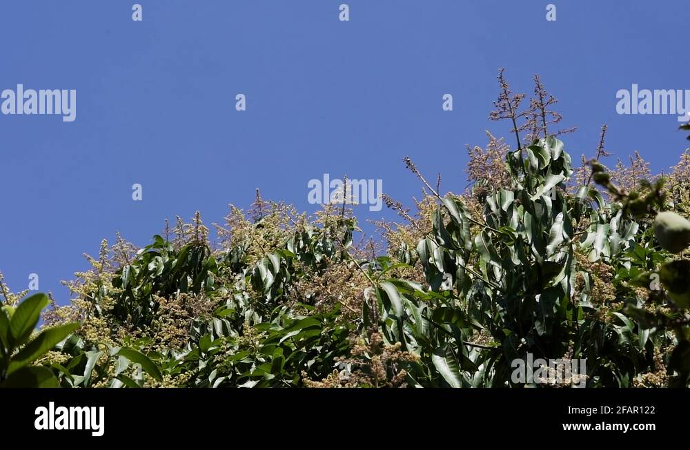 Full mango tree Stock Videos & Footage - HD and 4K Video Clips - Alamy