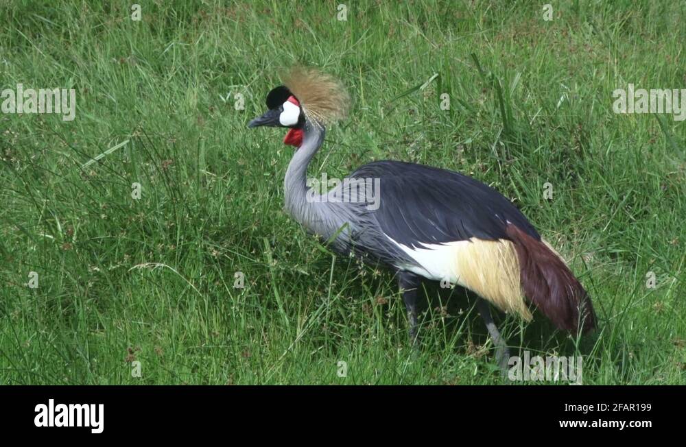 Crane in swamp Stock Videos & Footage - HD and 4K Video Clips - Alamy