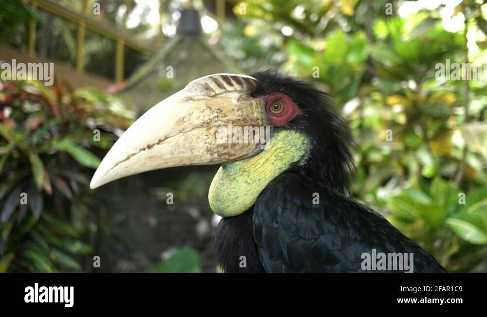 Female hornbill Stock Videos & Footage - HD and 4K Video Clips - Alamy