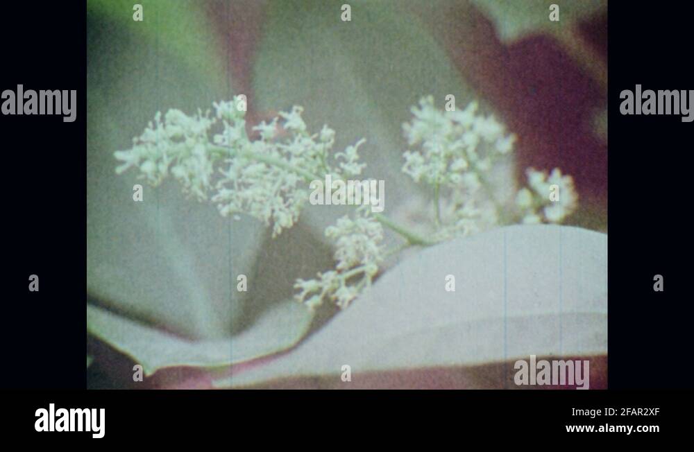 Poison sumac Stock Videos & Footage - HD and 4K Video Clips - Alamy