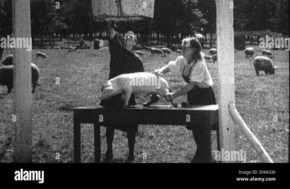 Pig wash Stock Videos & Footage - HD and 4K Video Clips - Alamy