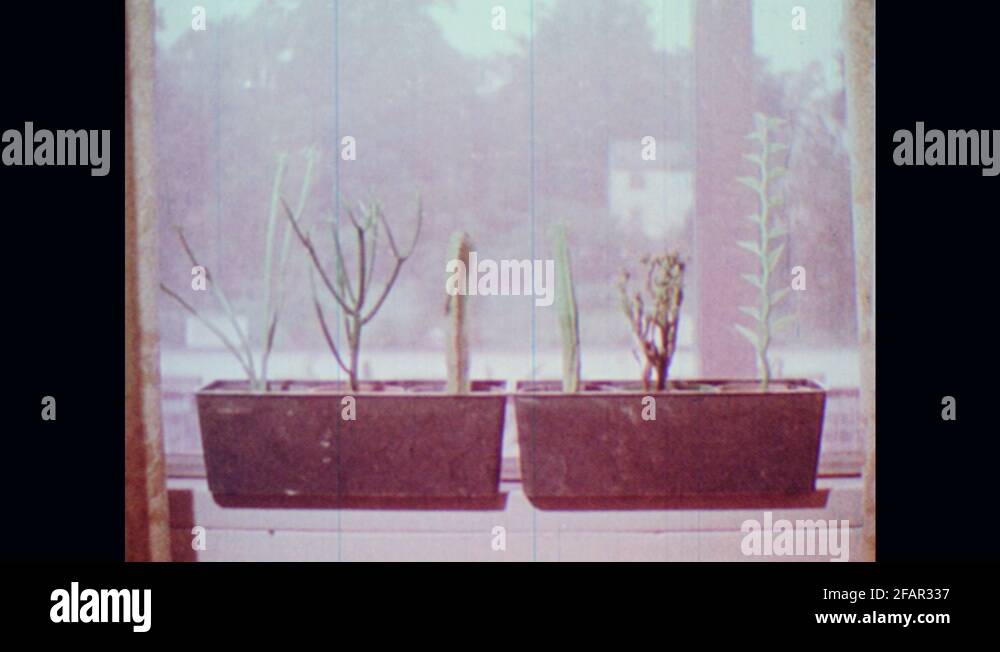 Cactus man Stock Videos & Footage - HD and 4K Video Clips - Alamy