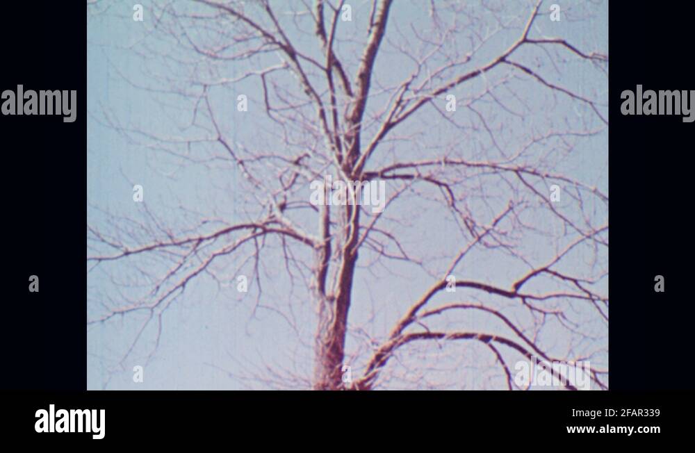 1970s: Poison ivy branches around maple tree. Poison ivy branches with ...