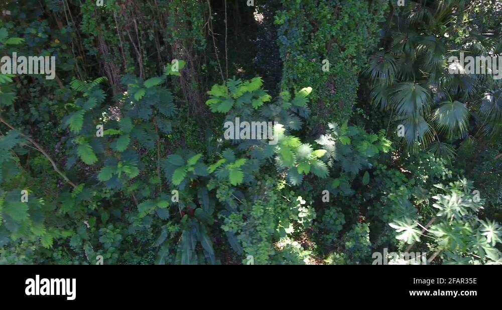 Hanging vines Stock Videos & Footage - HD and 4K Video Clips - Alamy