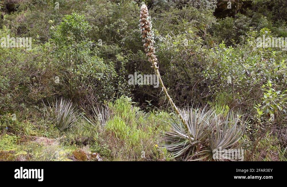 Montane plant Stock Videos & Footage - HD and 4K Video Clips - Alamy