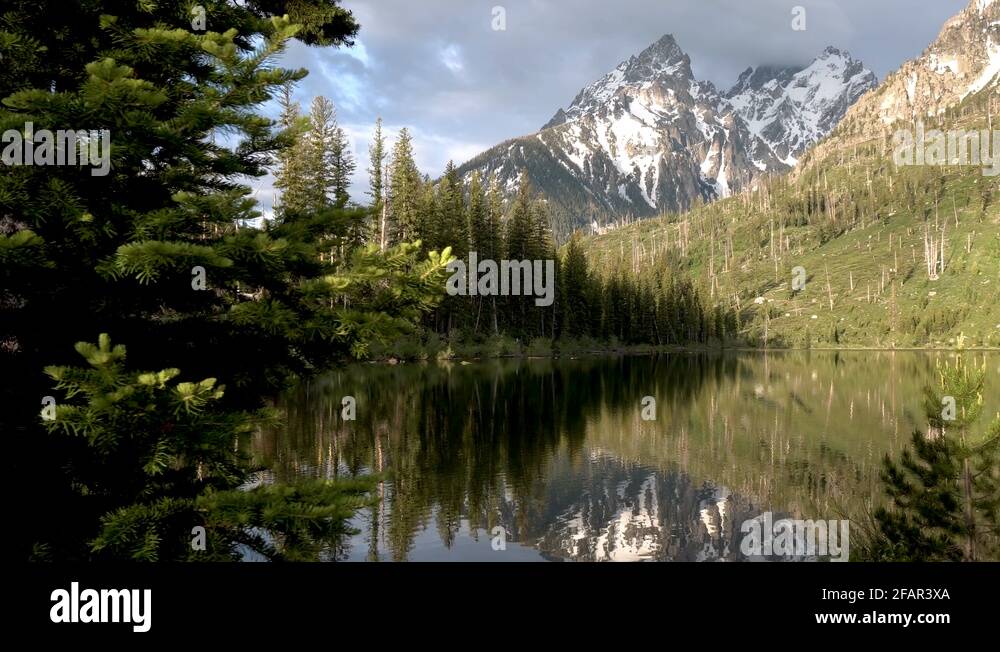 Jenny tree Stock Videos & Footage - HD and 4K Video Clips - Alamy