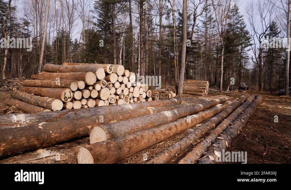 Taiga tree Stock Videos & Footage - HD and 4K Video Clips - Alamy