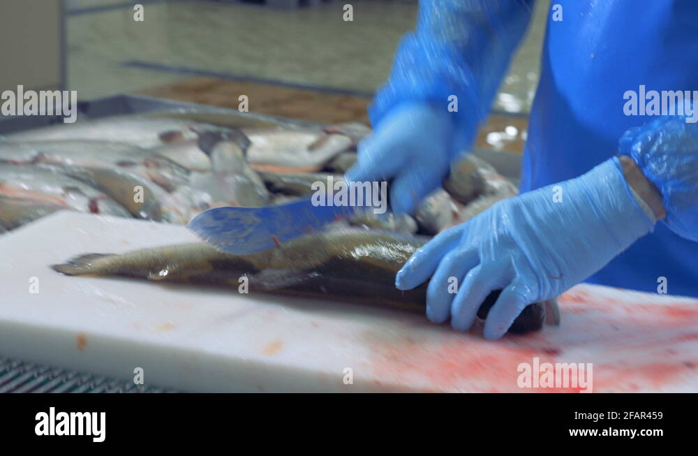 Chopped raw fish Stock Videos & Footage - HD and 4K Video Clips - Alamy