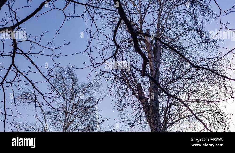 Back lit tree Stock Videos & Footage - HD and 4K Video Clips - Alamy