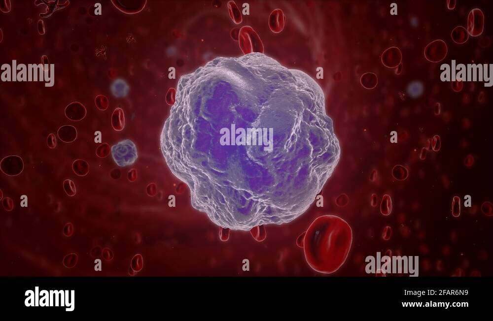 Erythrocyte leukocyte platelet Stock Videos & Footage - HD and 4K Video ...