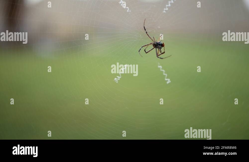 Spider attack Stock Videos & Footage - HD and 4K Video Clips - Alamy