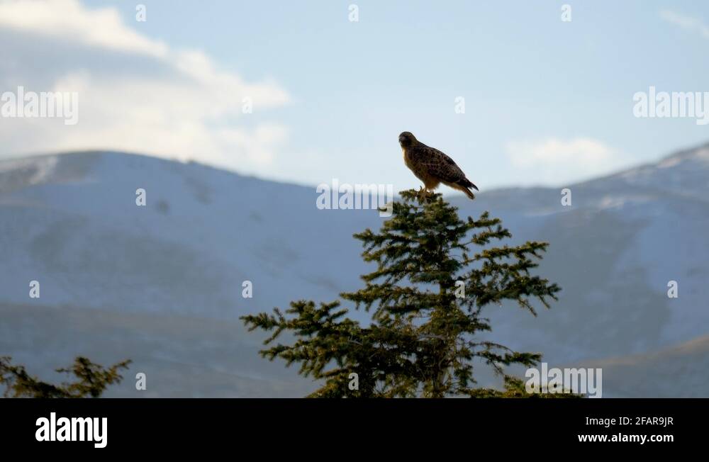 Red tailed hawk head profile Stock Videos & Footage - HD and 4K Video ...