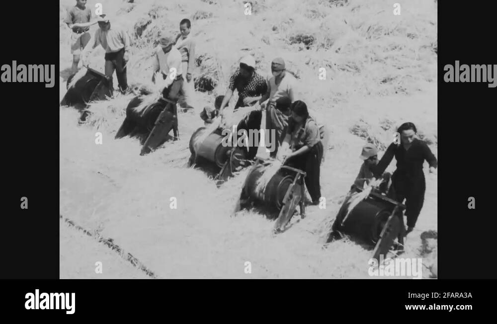 Japanese civilians threshing rice crops using machinery - 1945 Stock ...